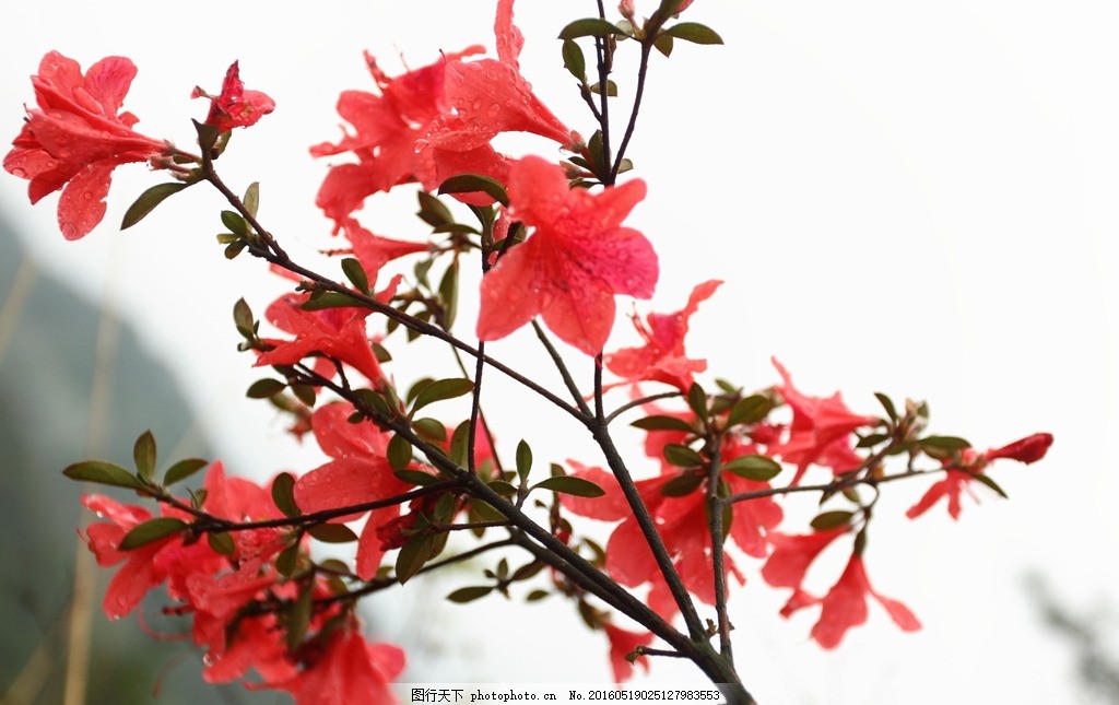映山红图片_花草树木_自然风景-图行天下素材网